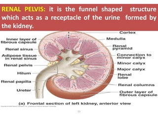 The Structure Of Kidney Hilum