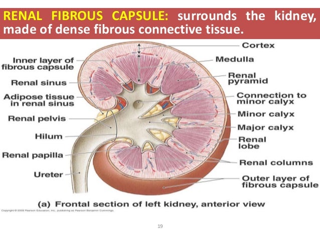 Anatomy of kidneys