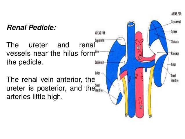 Anatomy of kidneys