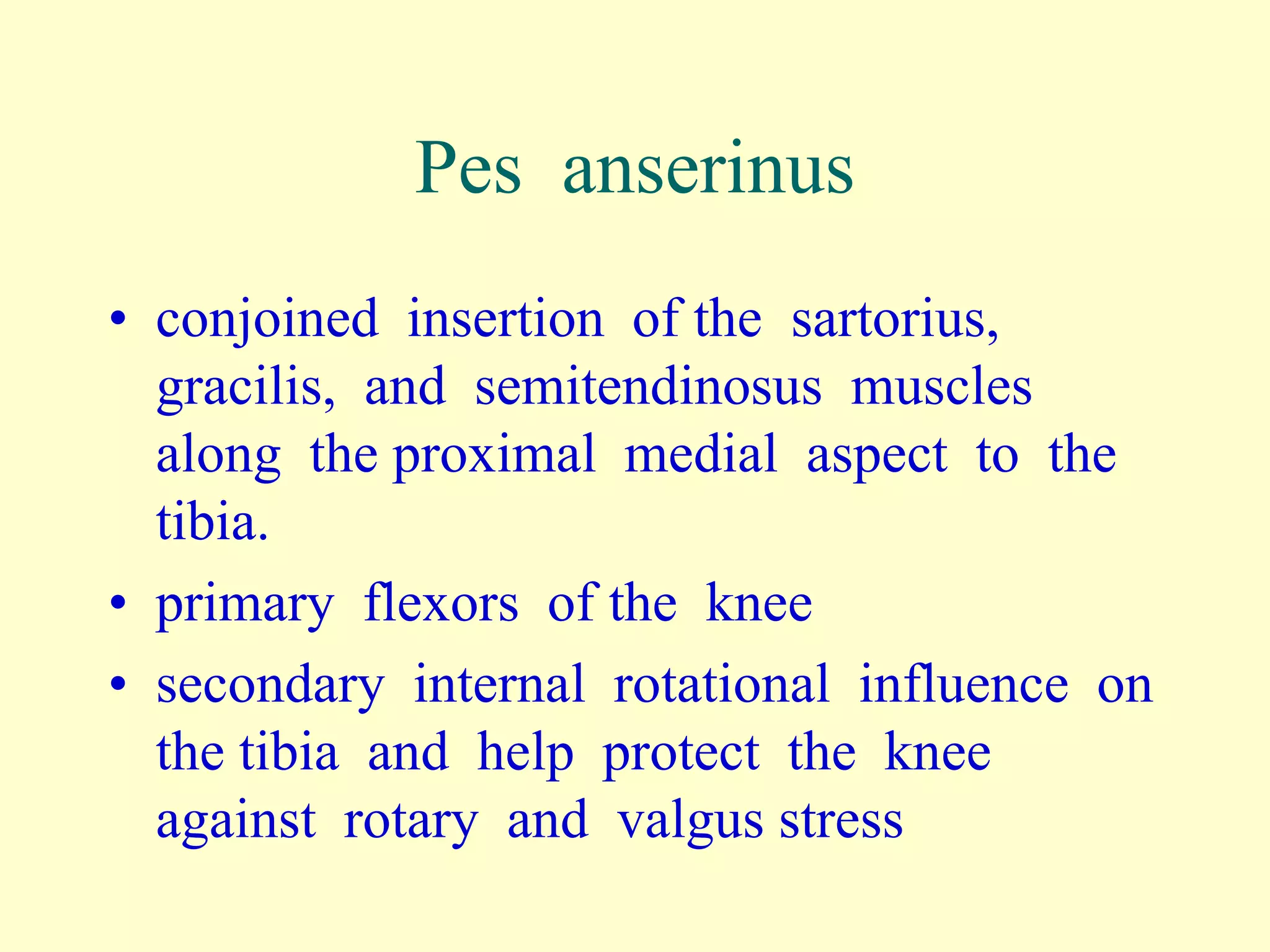Anatomy of knee | PPTX