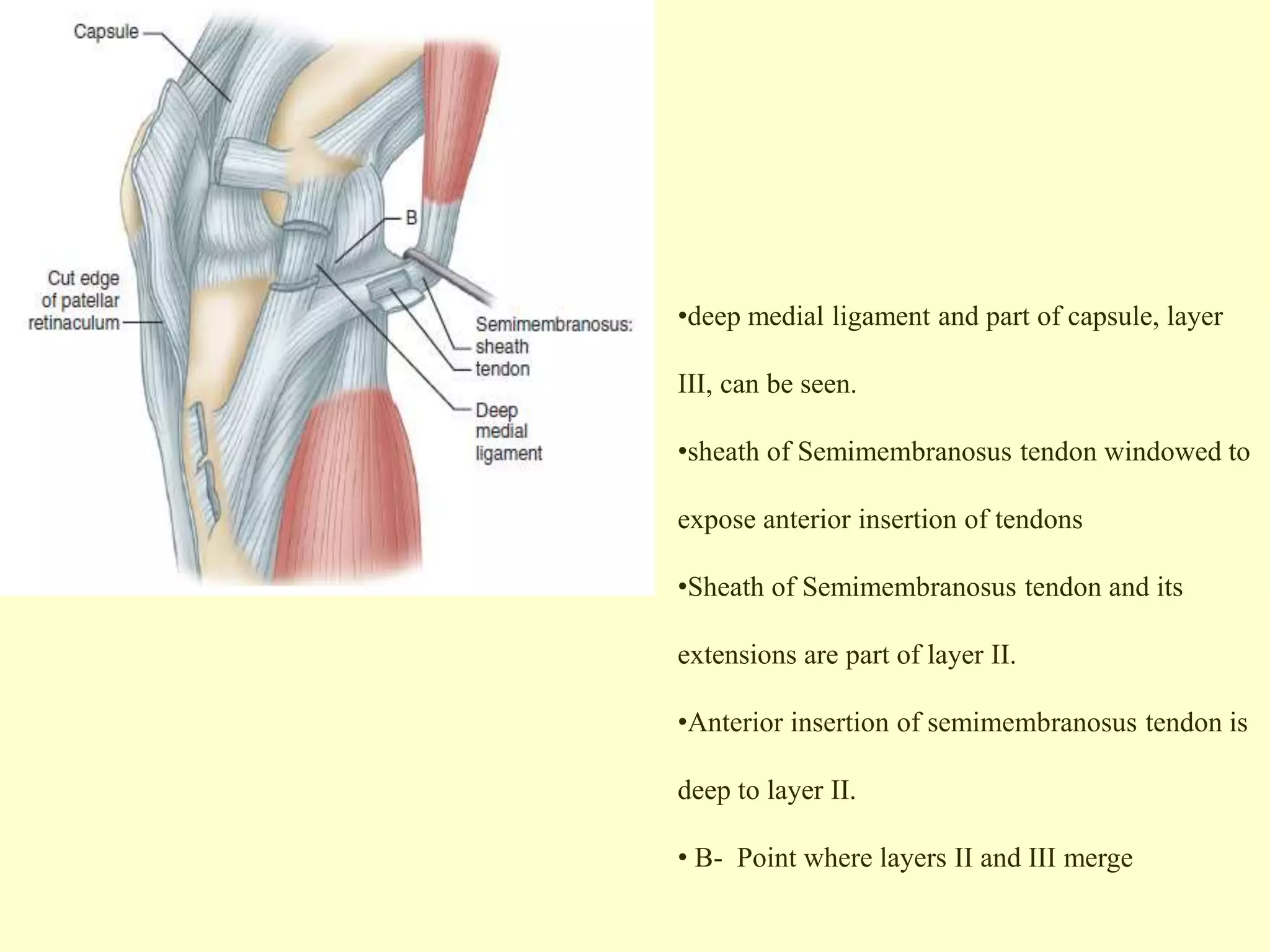Anatomy of knee | PPTX