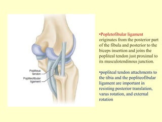 Anatomy of knee | PPTX