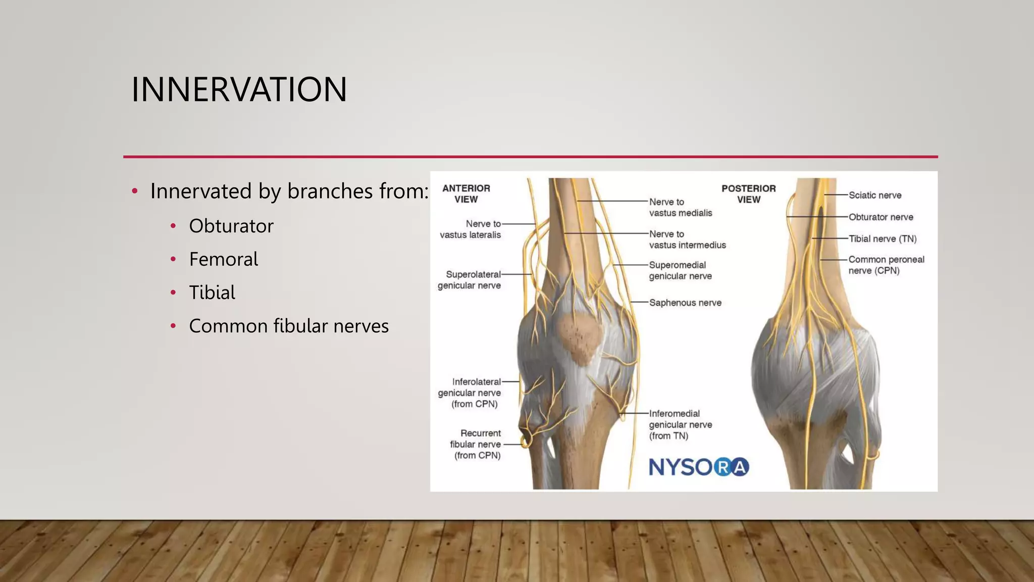 Anatomy of the Knee Joint.pptx