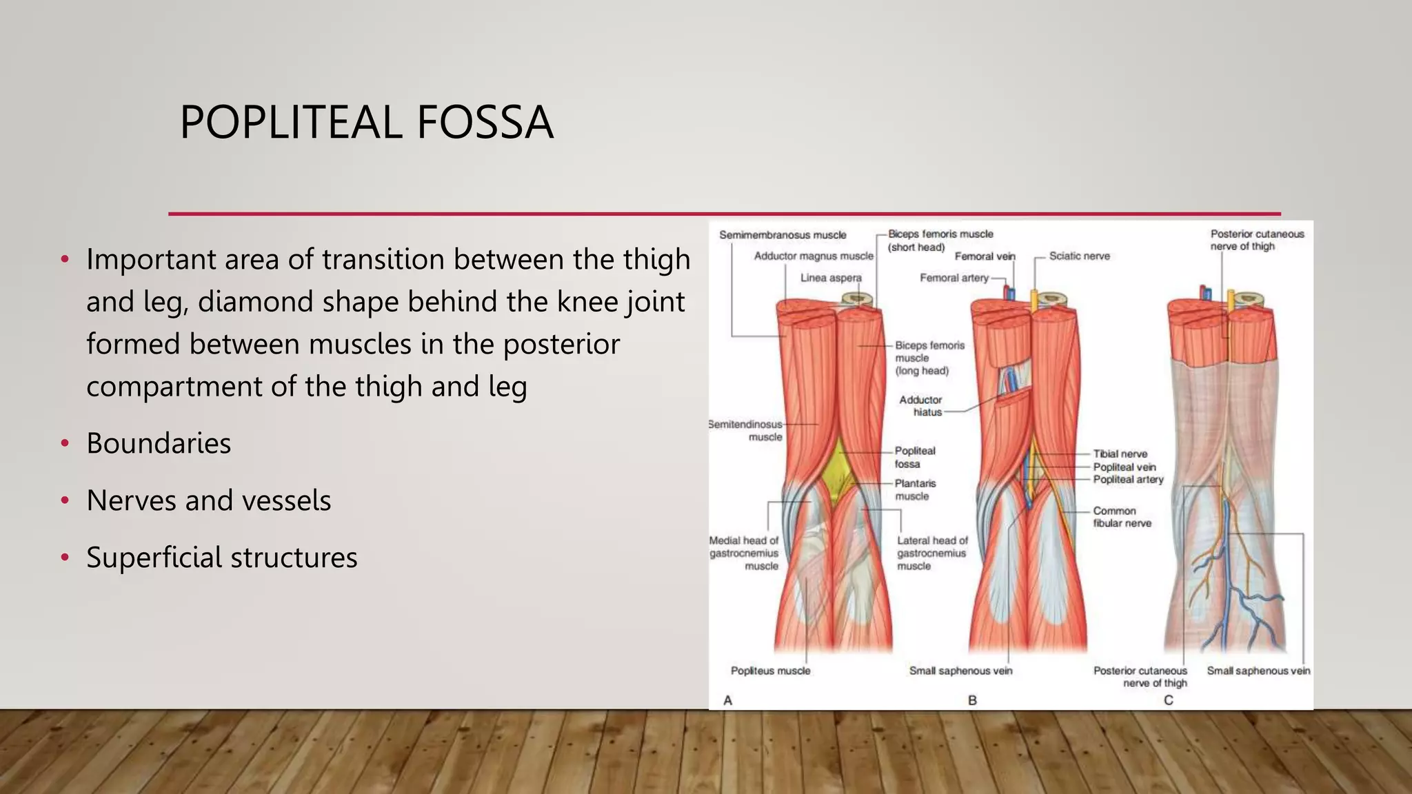 Anatomy of the Knee Joint.pptx