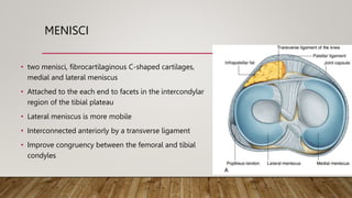 Anatomy of the Knee Joint.pptx