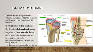 Anatomy of the Knee Joint.pptx