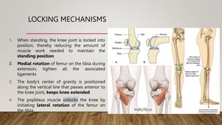 Anatomy of the Knee Joint.pptx