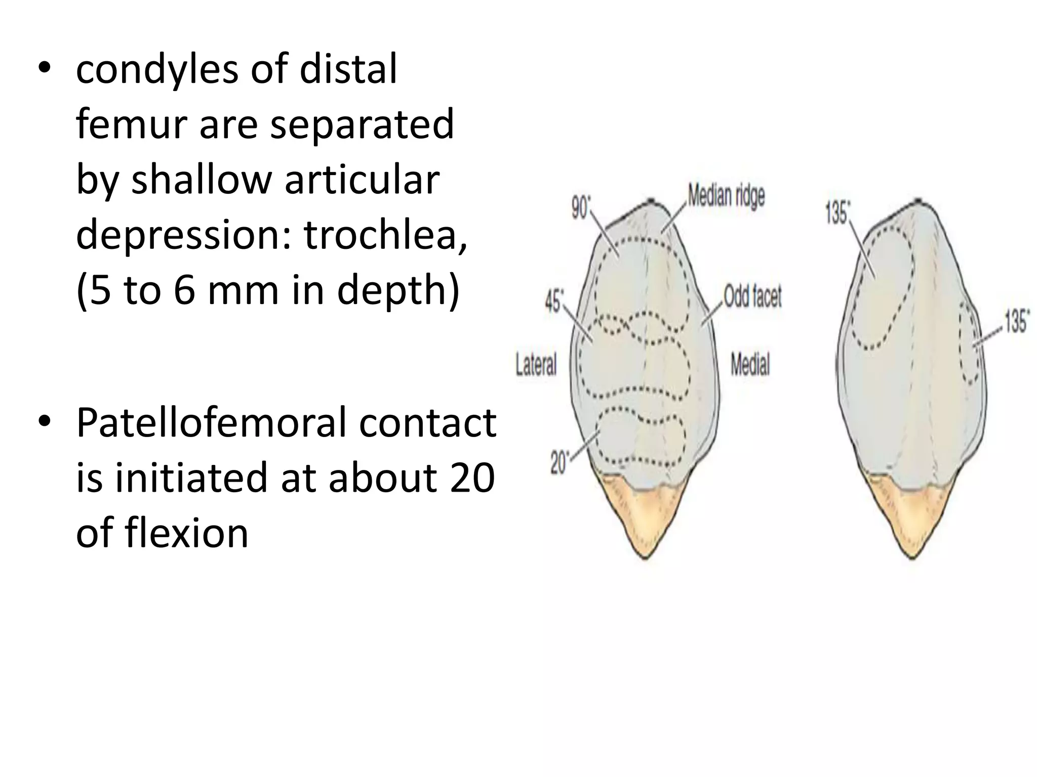 Anatomy of knee and biomechanics | PPTX