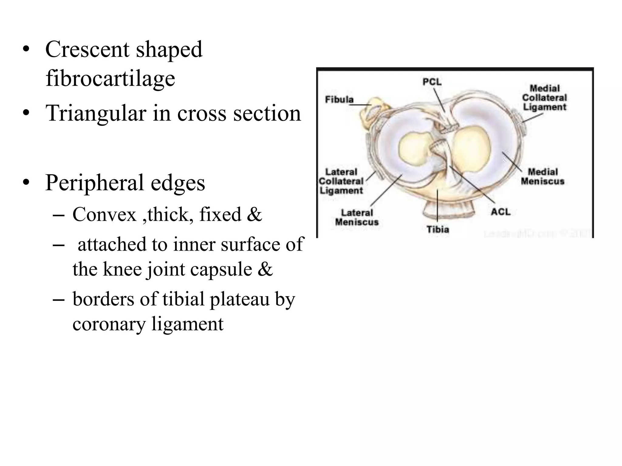 Anatomy of knee and biomechanics | PPTX