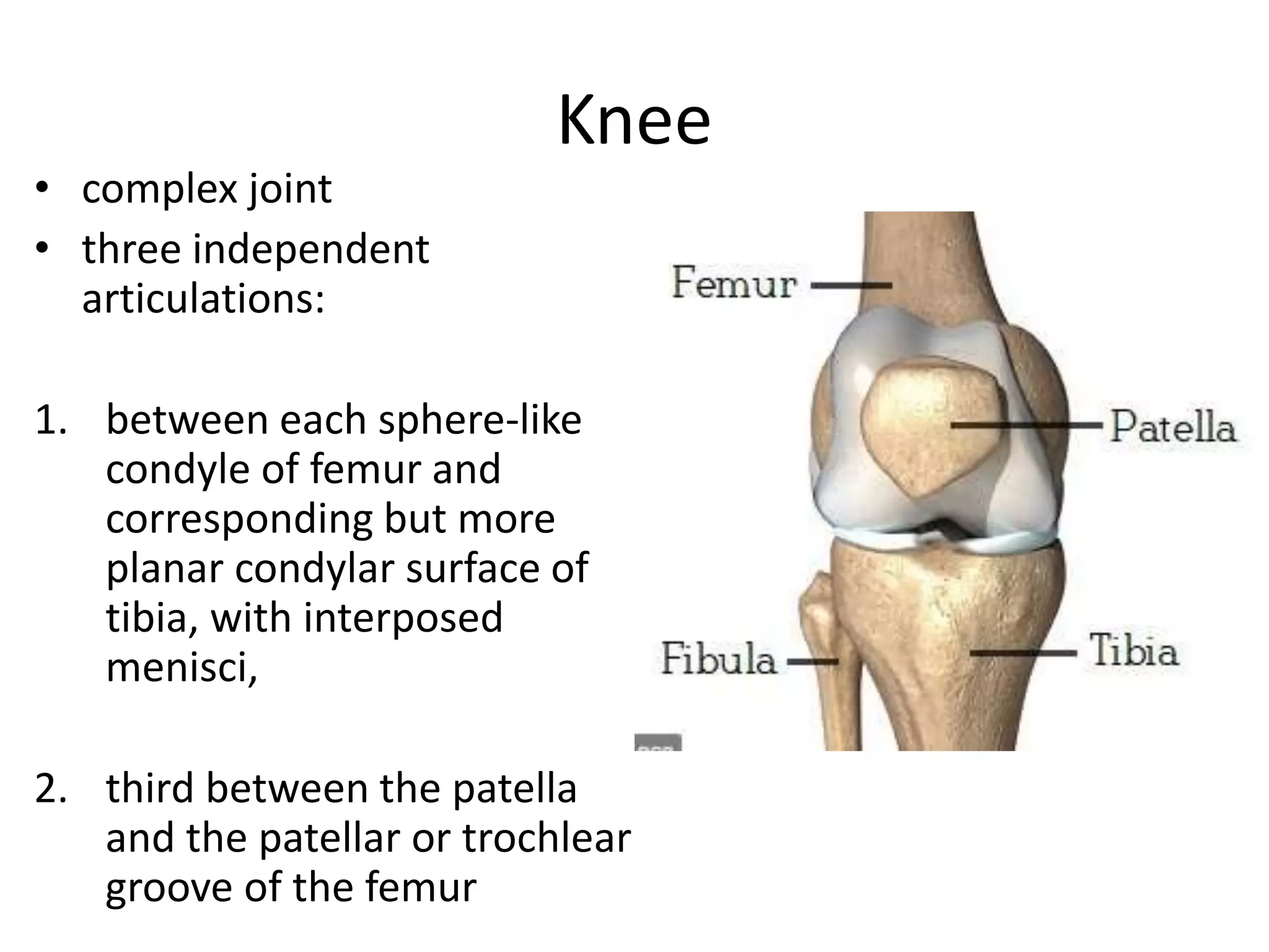 Anatomy of knee and biomechanics | PPTX