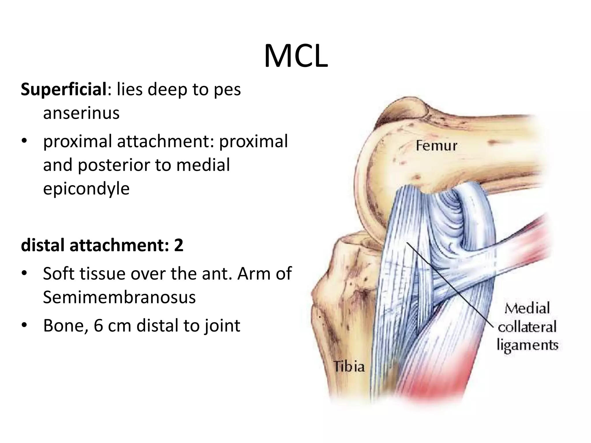 Anatomy of knee and biomechanics | PPTX