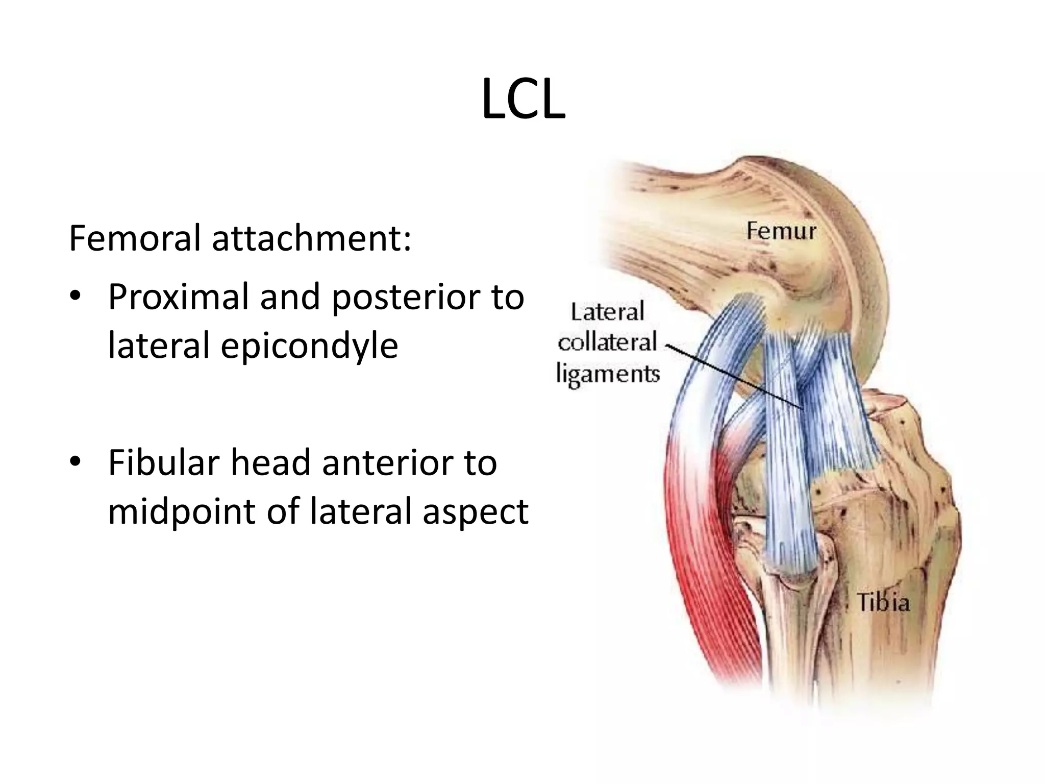 Anatomy of knee and biomechanics | PPTX