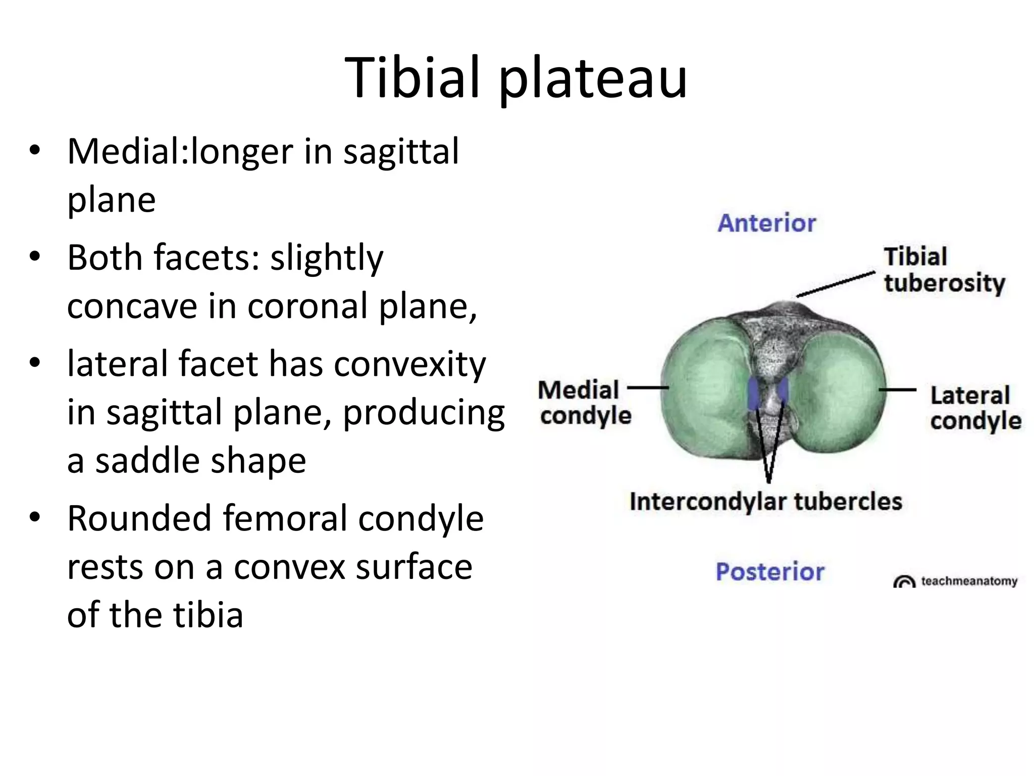 Anatomy of knee and biomechanics | PPTX