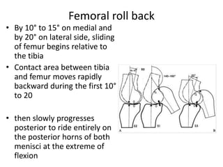 Anatomy of knee and biomechanics | PPTX
