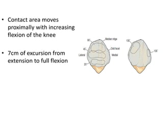 Anatomy of knee and biomechanics | PPTX