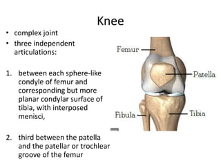 Anatomy of knee and biomechanics | PPTX | Death, Injury, or Military ...