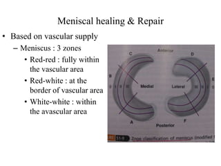 Anatomy of knee and biomechanics | PPTX
