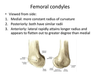 Anatomy of knee and biomechanics | PPTX