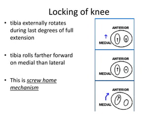 Anatomy of knee and biomechanics | PPTX