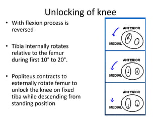 Anatomy of knee and biomechanics | PPTX