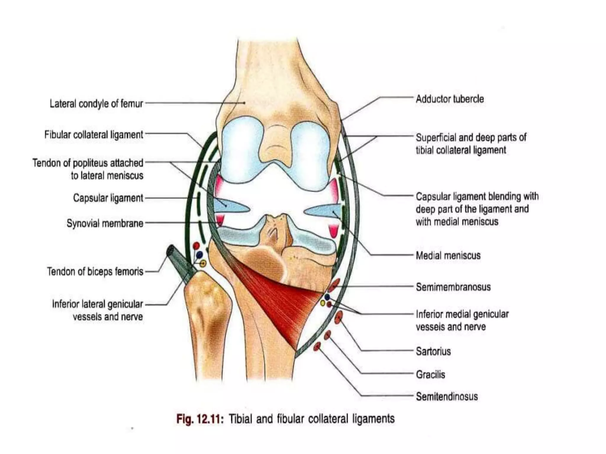 Anatomy of knee joint | PPTX