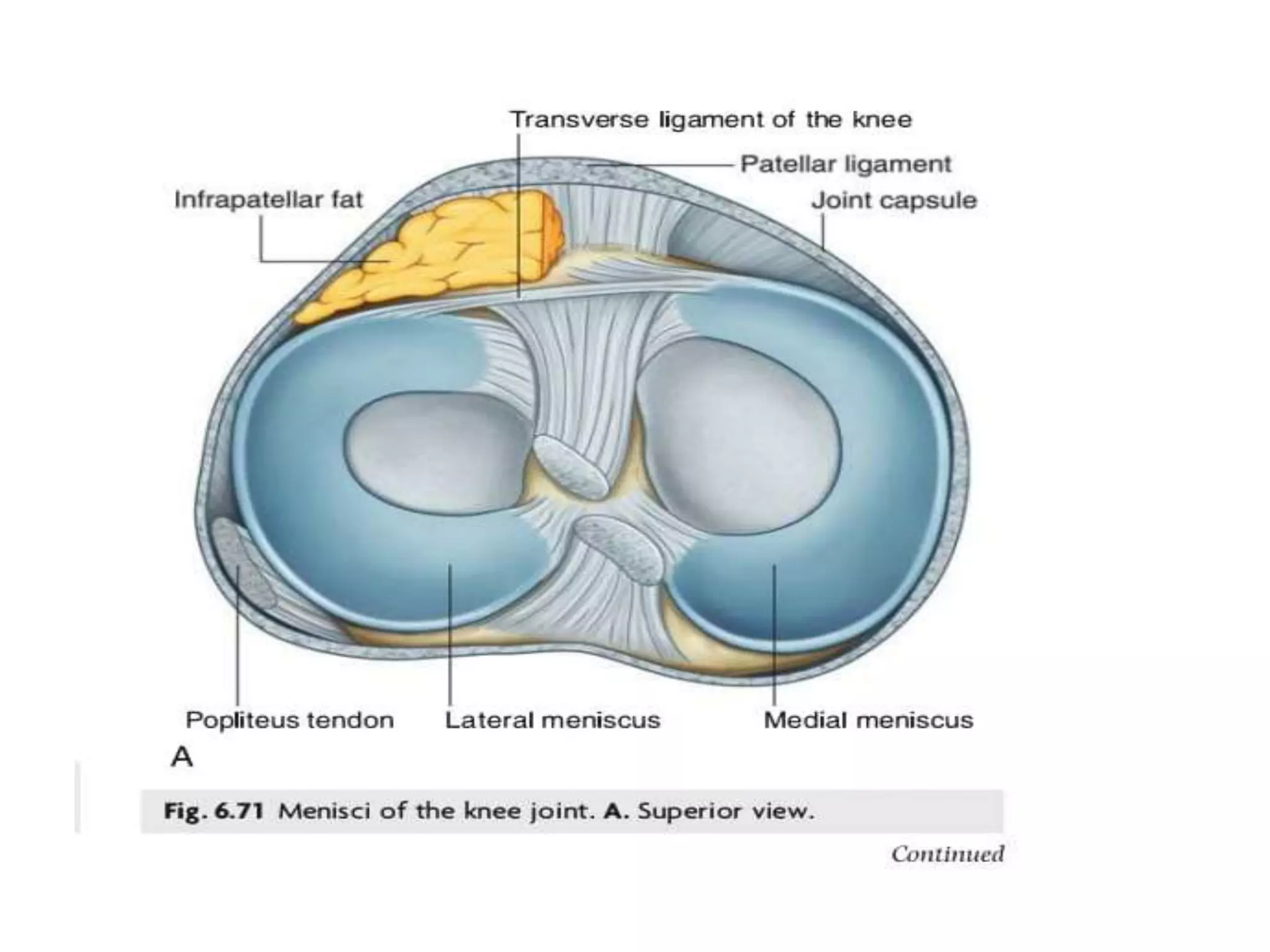 Anatomy of knee joint | PPTX
