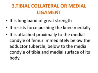 Anatomy of knee joint | PPTX