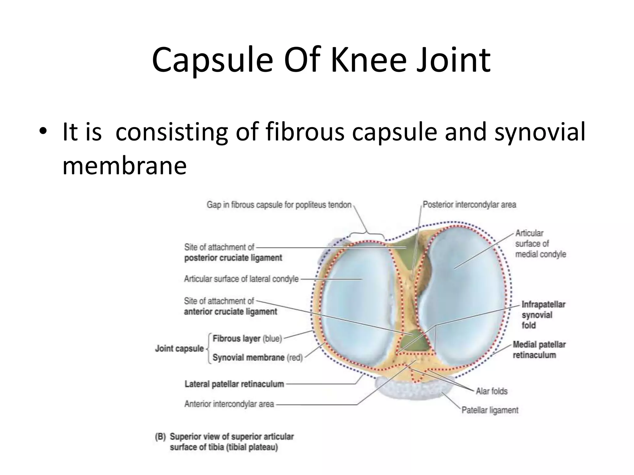 Anatomy Of Knee Joint.pptx