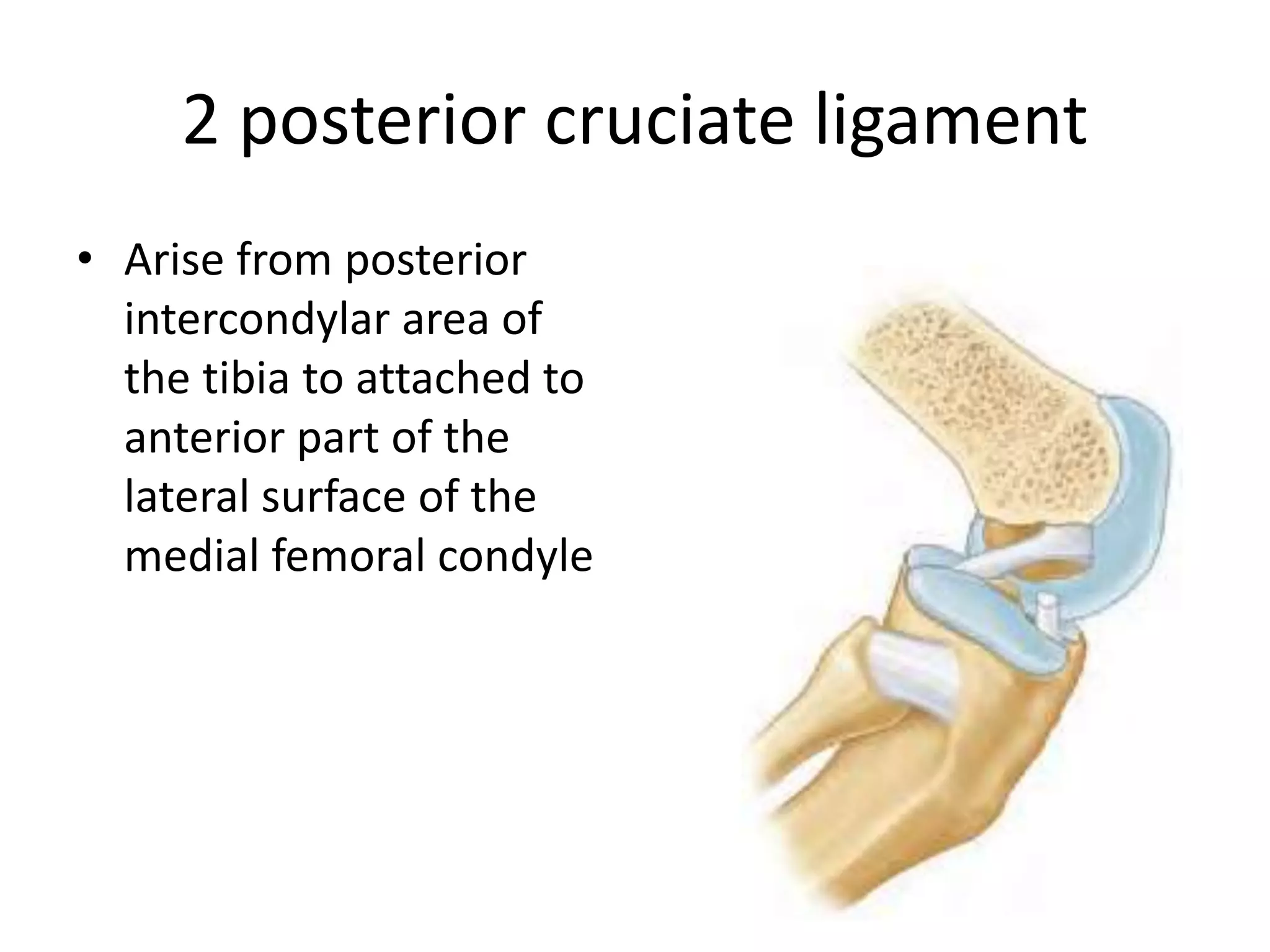 Anatomy Of Knee Joint.pptx