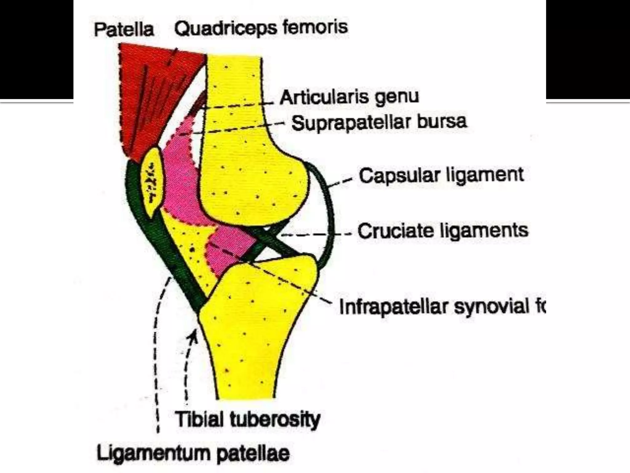 Anatomy of Knee Joint.pptx