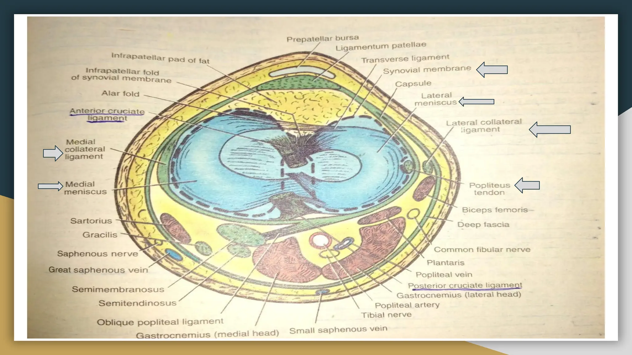 Anatomy of knee joint explained: Bones , Ligaments, Mensci, and ...