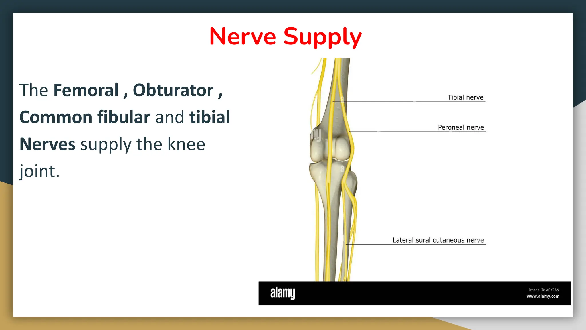 Anatomy of knee joint explained: Bones , Ligaments, Mensci, and ...