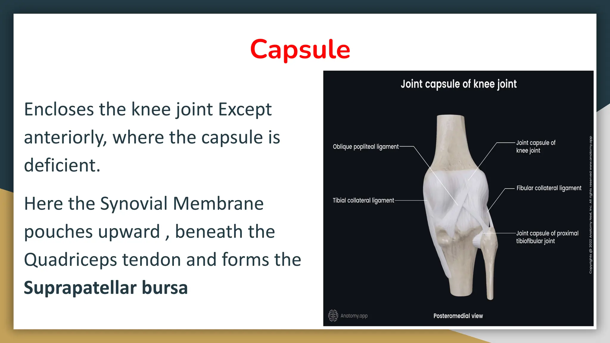 Anatomy of knee joint explained: Bones , Ligaments, Mensci, and ...