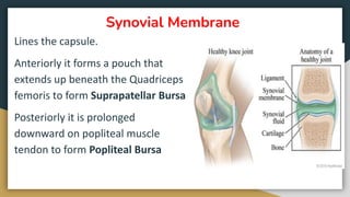 Anatomy of knee joint explained: Bones , Ligaments, Mensci, and ...