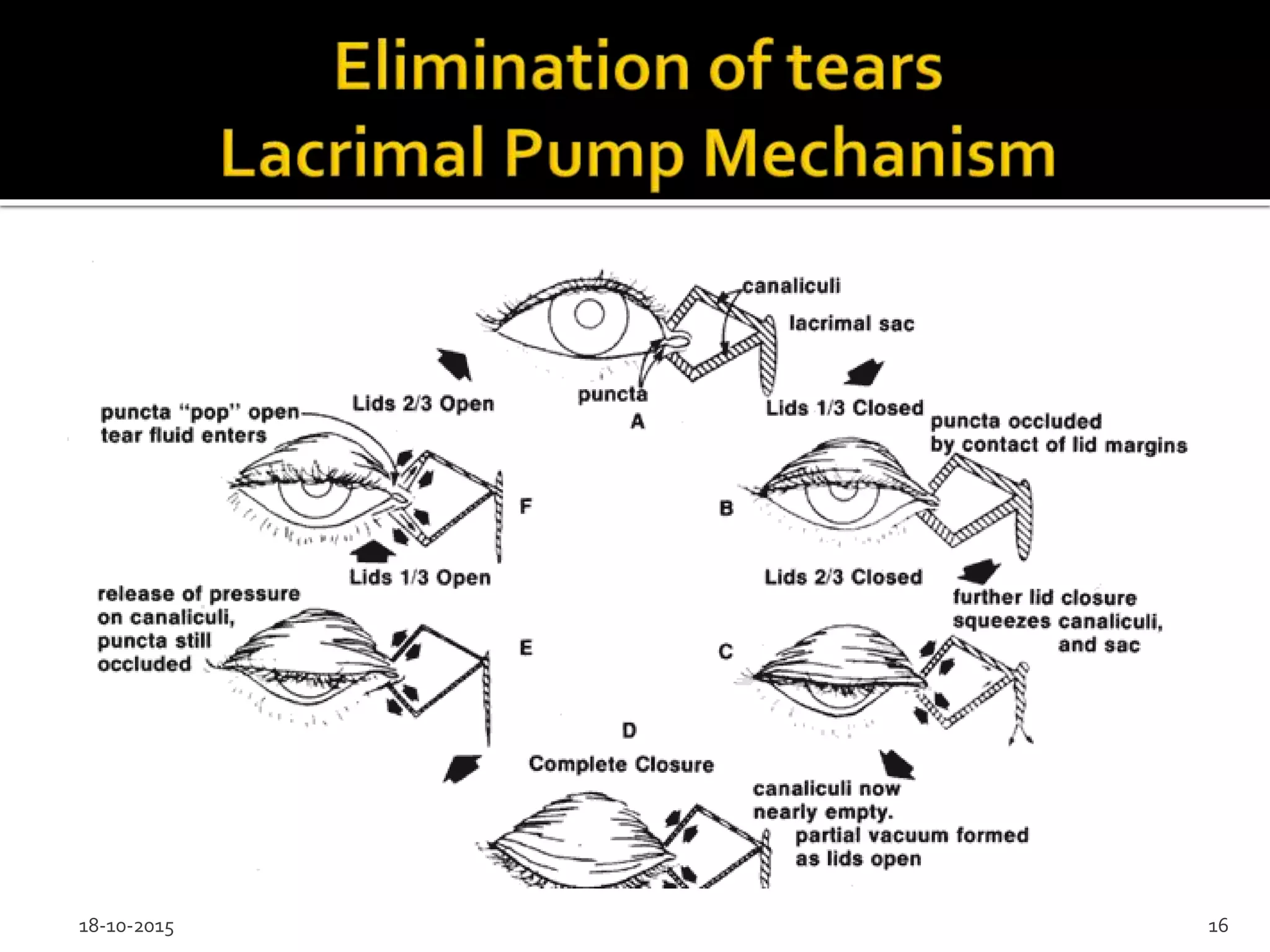 Anatomy of lacrimal apparatus | PPTX