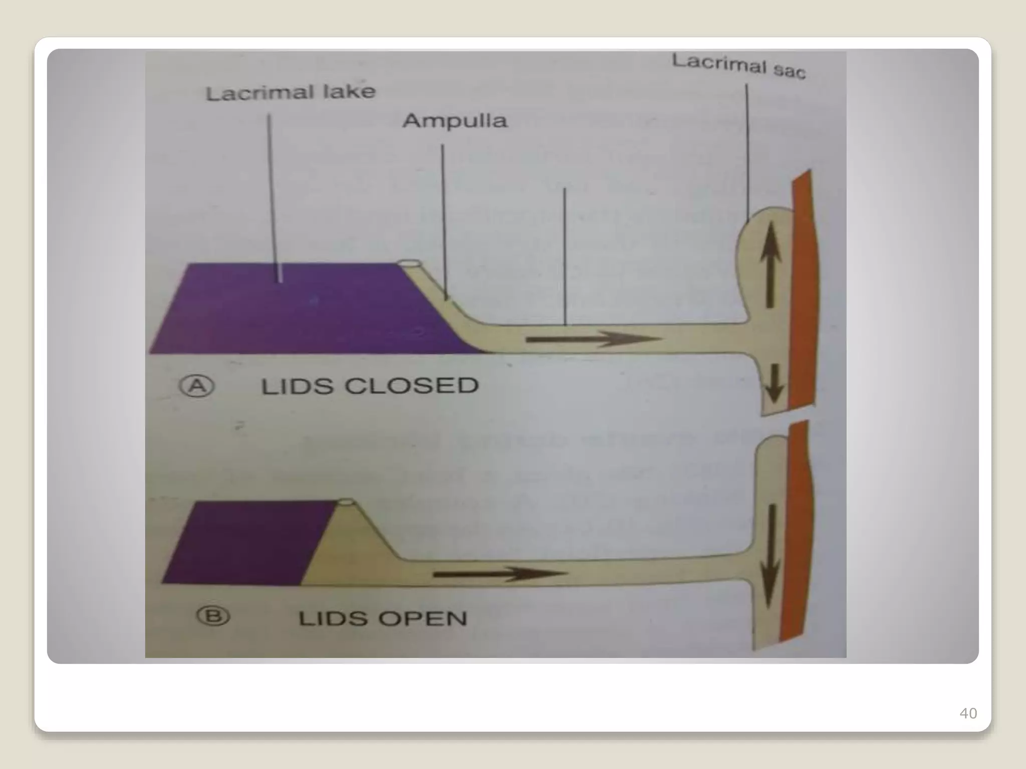Anatomy of lacrimal apparatus | PPTX