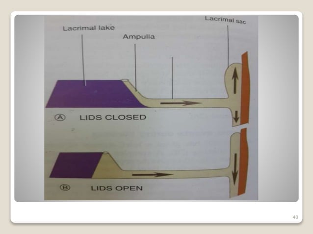 Anatomy of lacrimal apparatus | PPTX