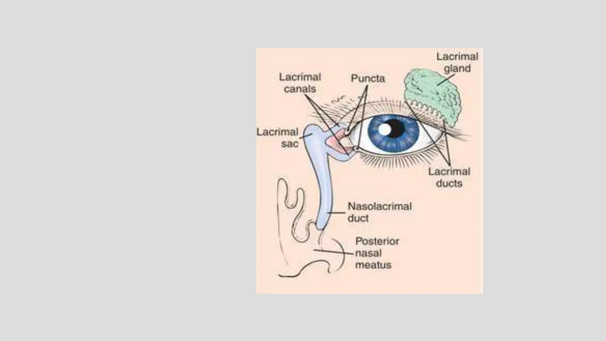 Anatomy of lacrimal apparatus | PPTX