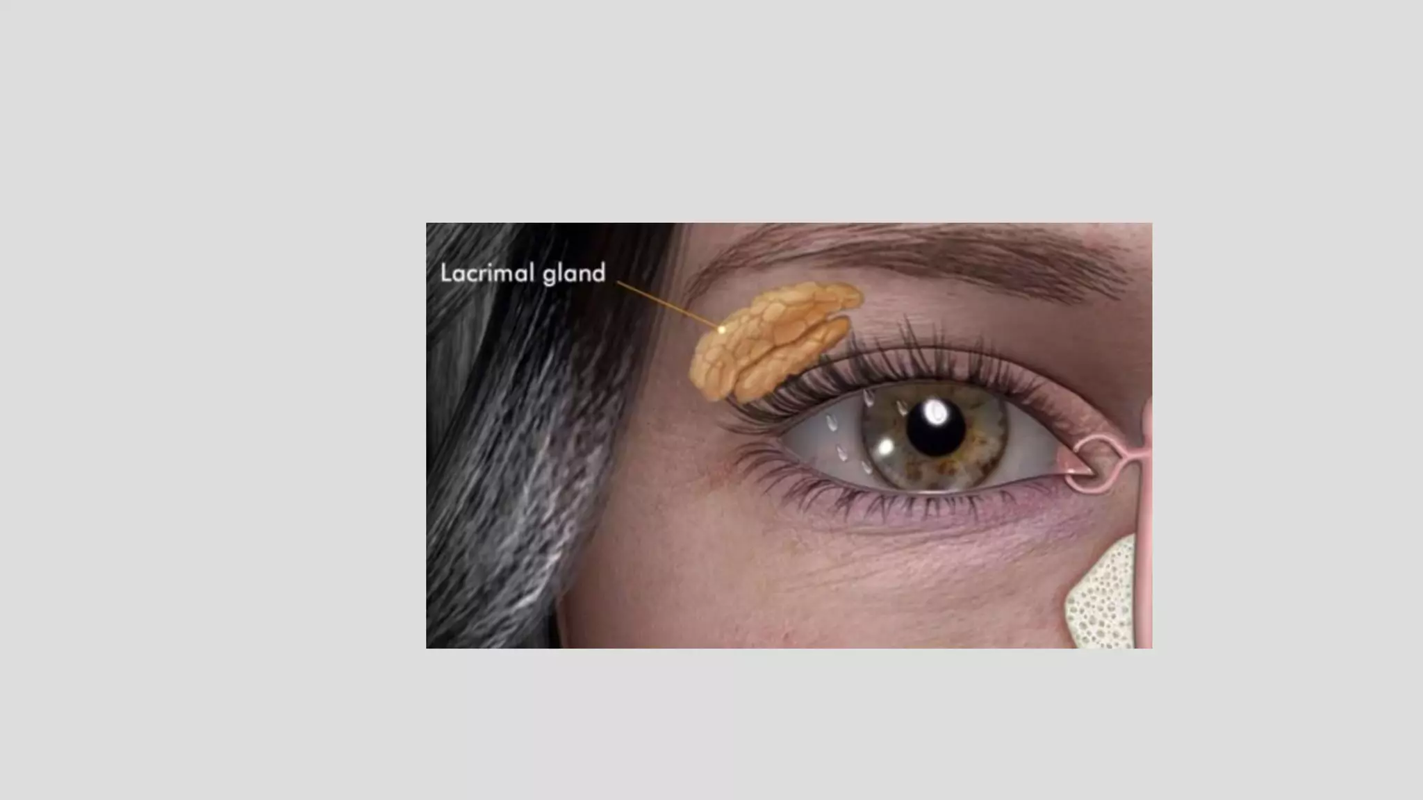 Anatomy of lacrimal apparatus | PPTX