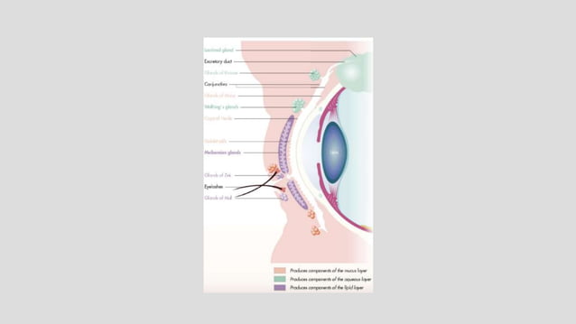 Anatomy of lacrimal apparatus | PPT