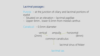 Anatomy of lacrimal apparatus | PPT