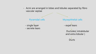 Anatomy of lacrimal apparatus | PPT