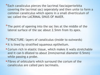 Anatomy of lacrimal apparatus | PPTX