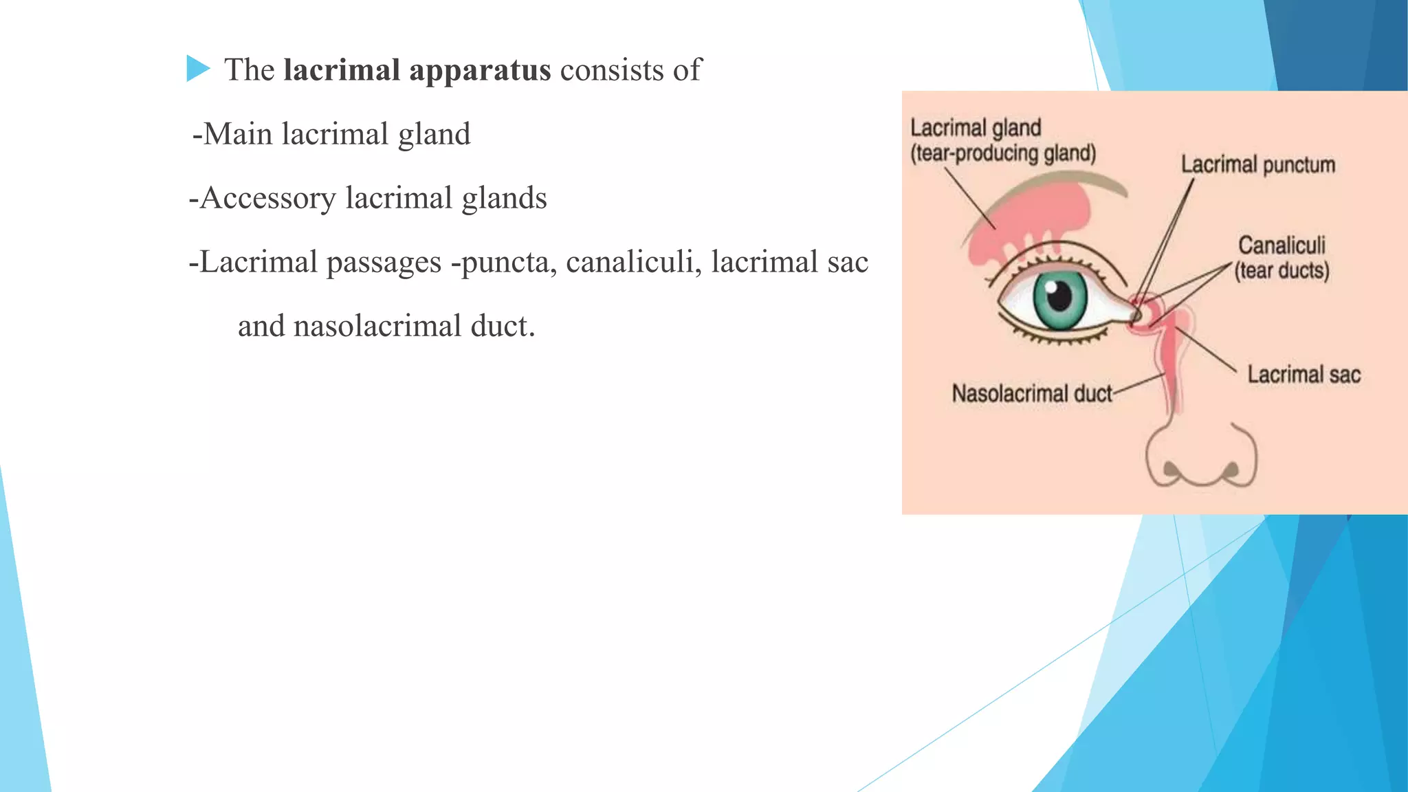 Anatomy of lacrimal gland | PPTX