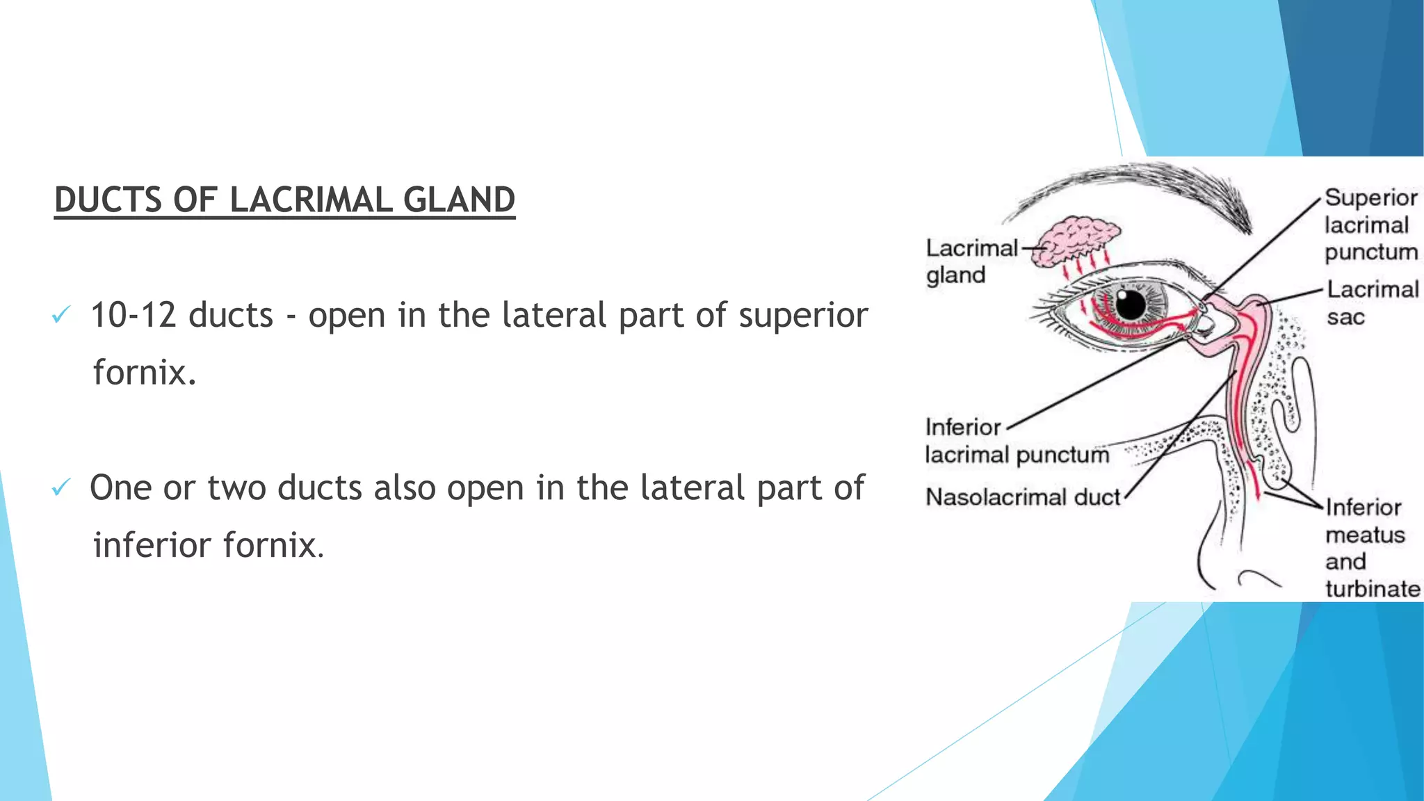 Anatomy of lacrimal gland | PPTX