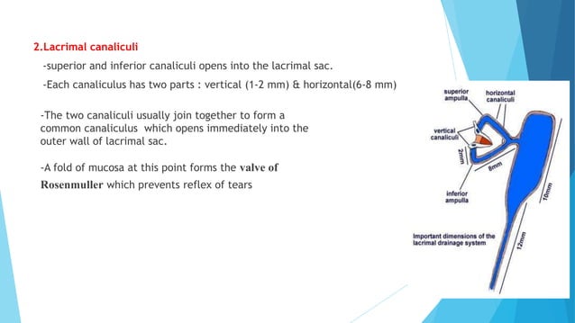 Anatomy of lacrimal gland | PPTX