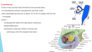Anatomy of lacrimal gland | PPTX
