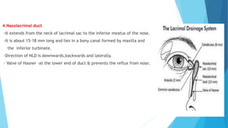 Anatomy of lacrimal gland | PPTX