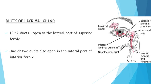 Anatomy of lacrimal gland | PPTX