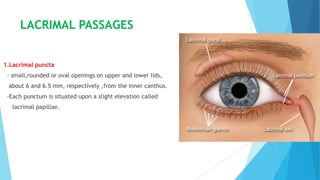 Anatomy of lacrimal gland | PPTX